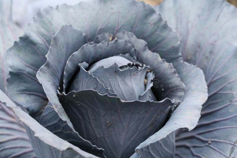 Red cabbage stock photo. Image of grow, crop, blue, cabbage - 16555466