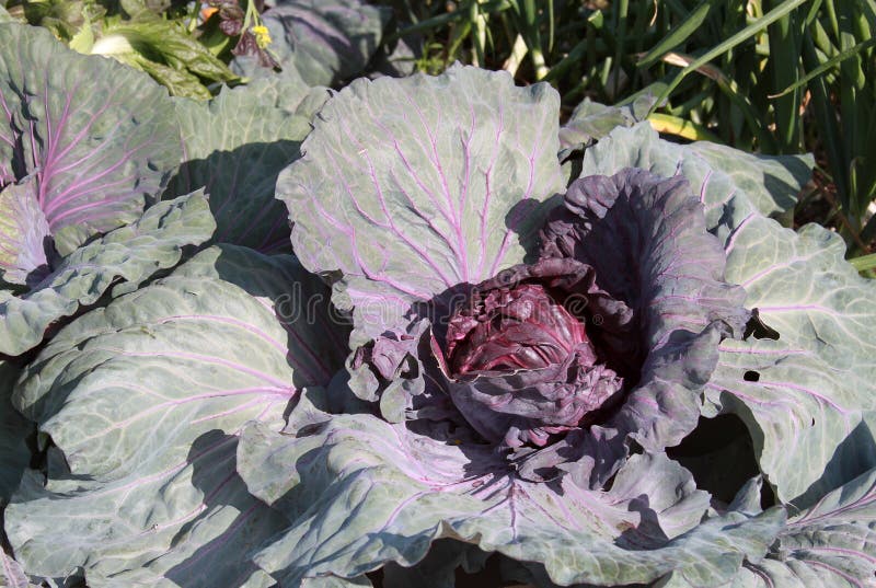 Red cabbage stock photo. Image of cabbage, sunny, leaves - 12228