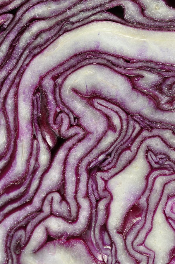 Red Cabbage Art stock photo. Image of pink, manipulated - 5723440