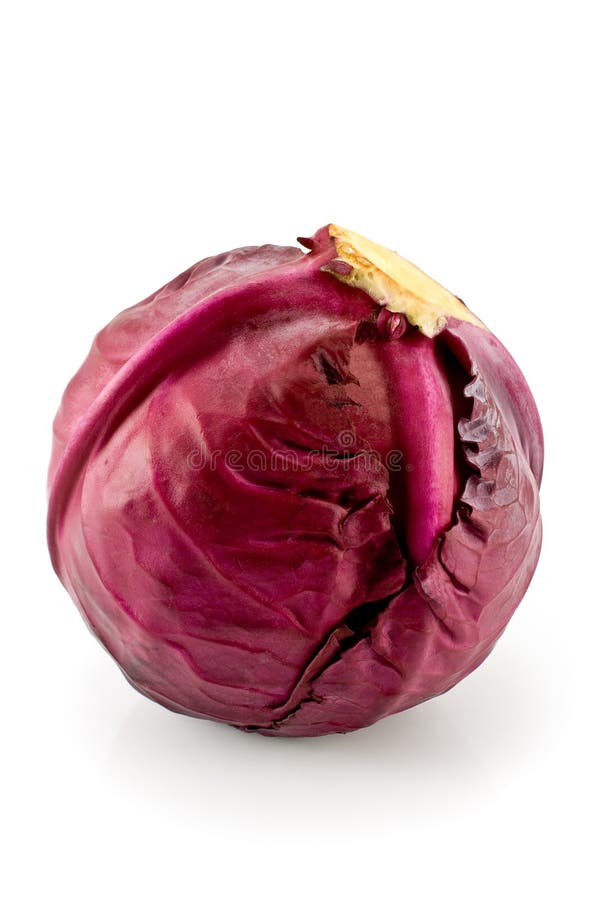 Red cabbage stock photo. Image of garden, circle, swirled - 25287670