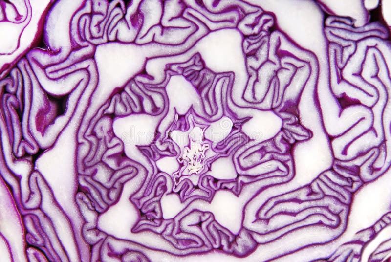 Red cabbage stock image. Image of lines, macro, garden - 28571739
