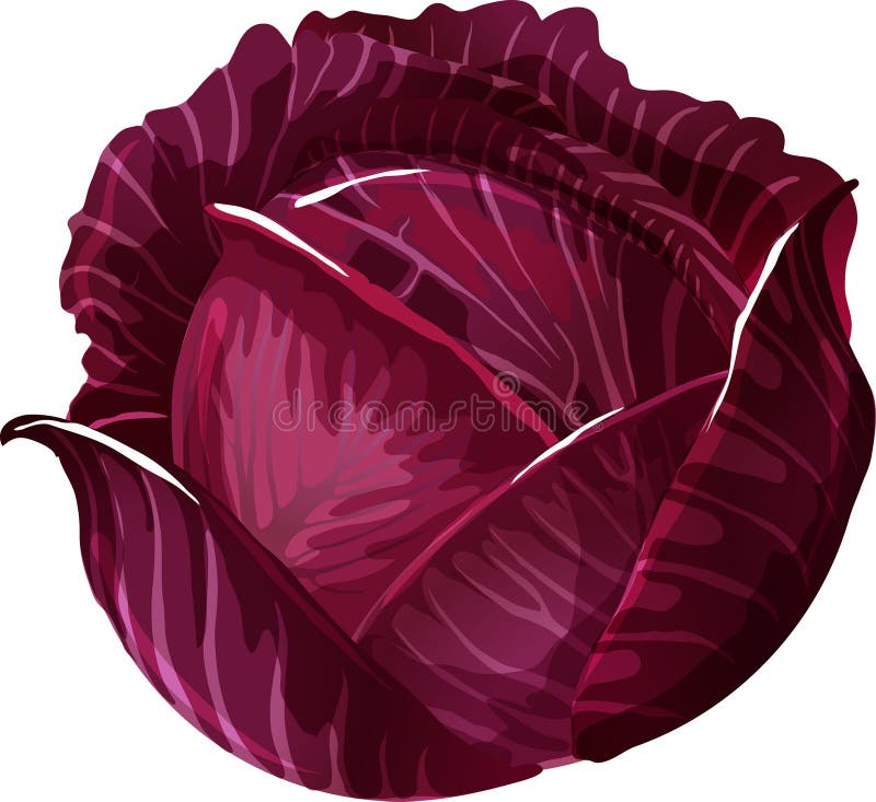 Red Cabbage Vector