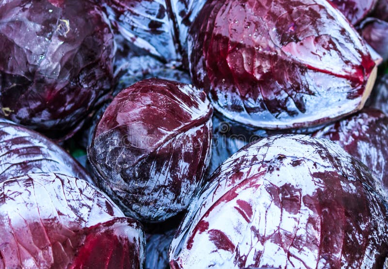 Red cabbage stock photo. Image of nature, blue, cabbage - 28733512
