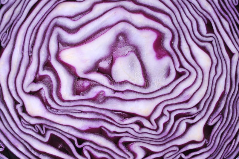 Red cabbage stock image. Image of cuisine, watery, succulent - 8269885