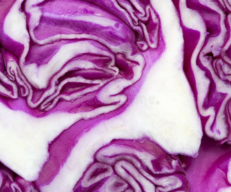 Red cabbage as background stock image. Image of meal - 110538279