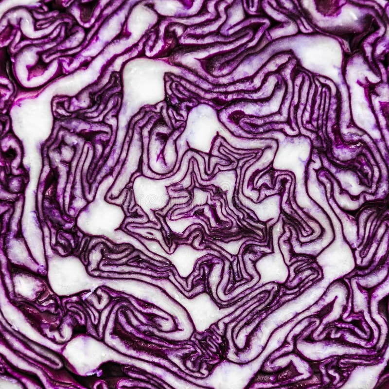 Red Cabbage Background. Abstract Pattern of Cross Section. Top View ...