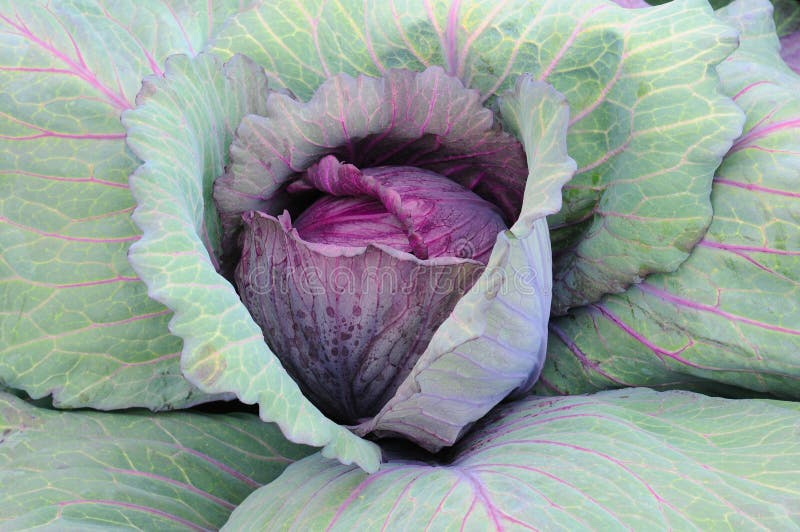 Red Cabbage Close stock photo. Image of agriculture, botanical - 17656270