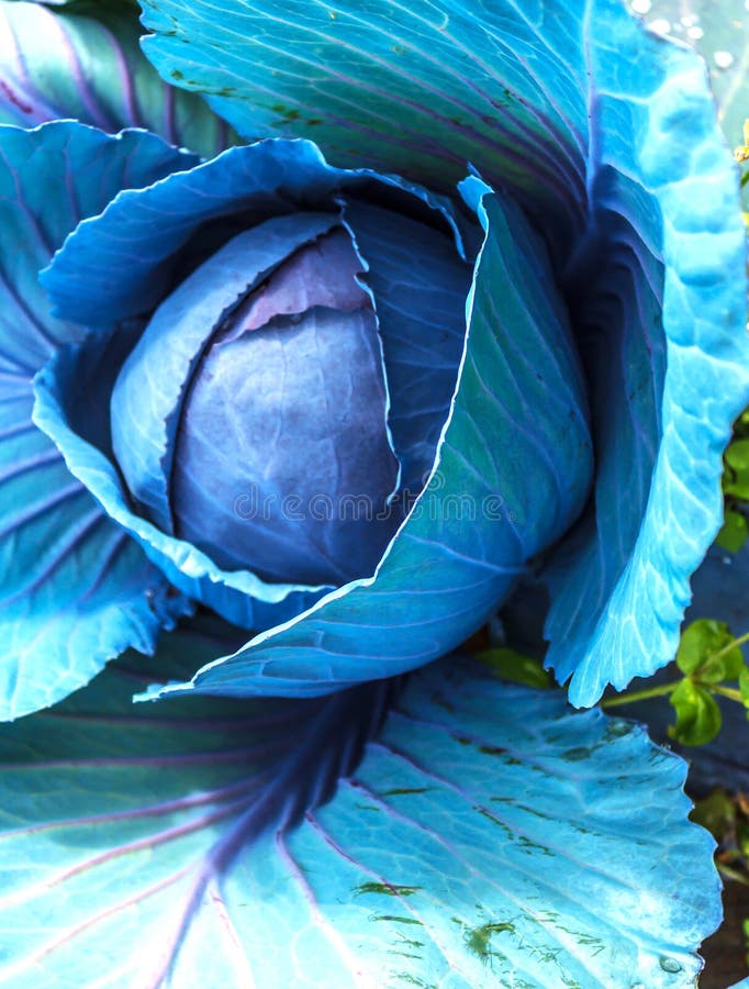 Red cabbage stock image. Image of blue, cabbage, leaves - 30486675