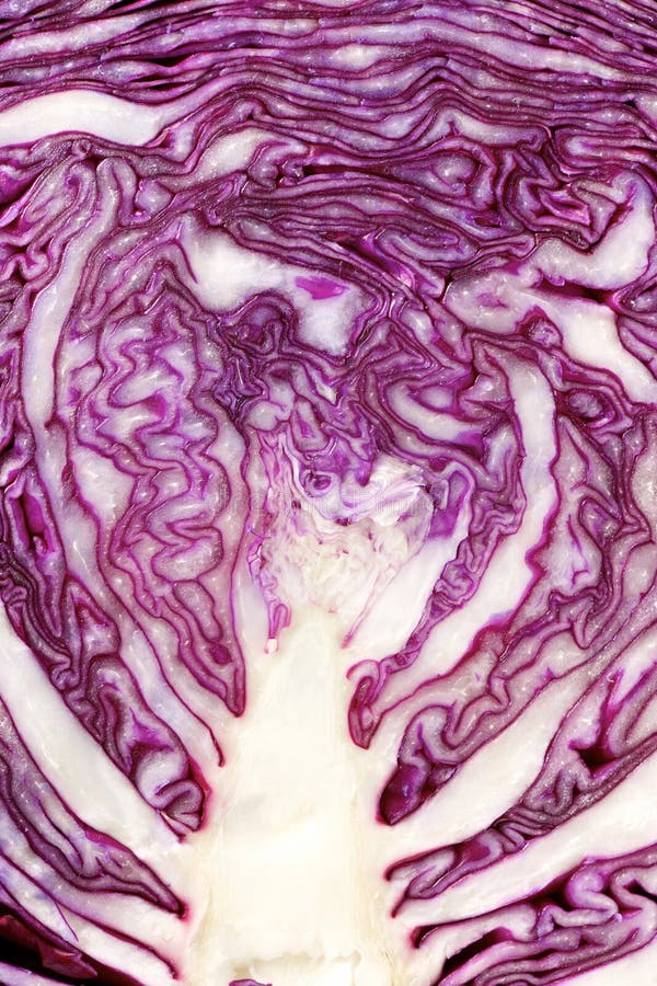 Red cabbage close up stock image. Image of detail, texture - 268174157