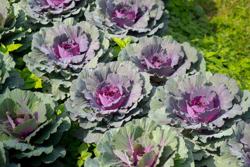 Red cabbage stock photo. Image of agriculture, garden - 75529220