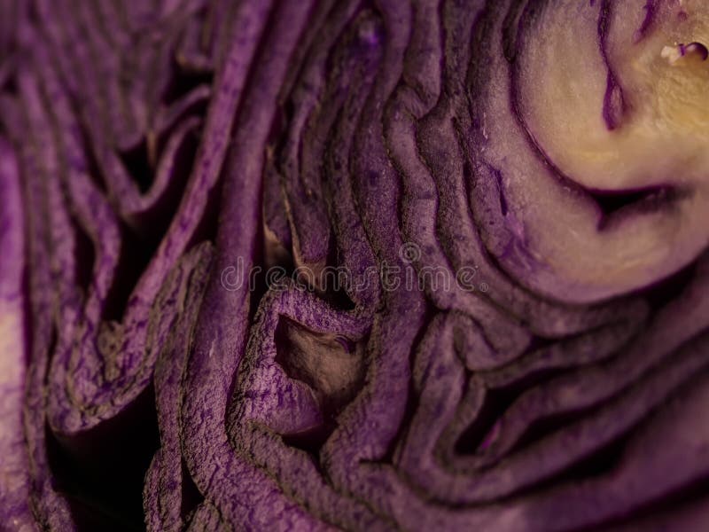 Red Cabbage Close-up. the Texture of the Cut Cabbage Stock Image ...