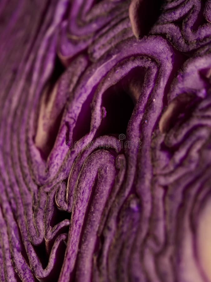 Red Cabbage Close-up. the Texture of the Cut Cabbage Stock Image ...