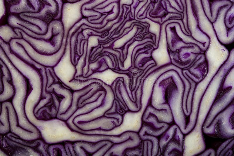 Red cabbage stock photo. Image of cabbage, nature, texture - 51369100