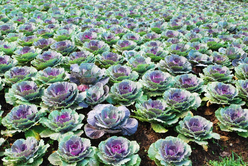 Red cabbage stock image. Image of card, cabage, french - 35615345