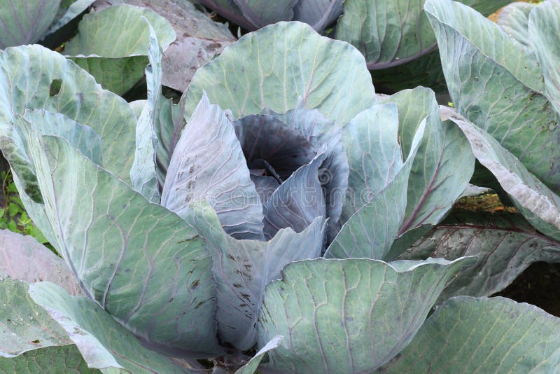 Red Cabbage stock image. Image of wild, growing, plant - 102238515