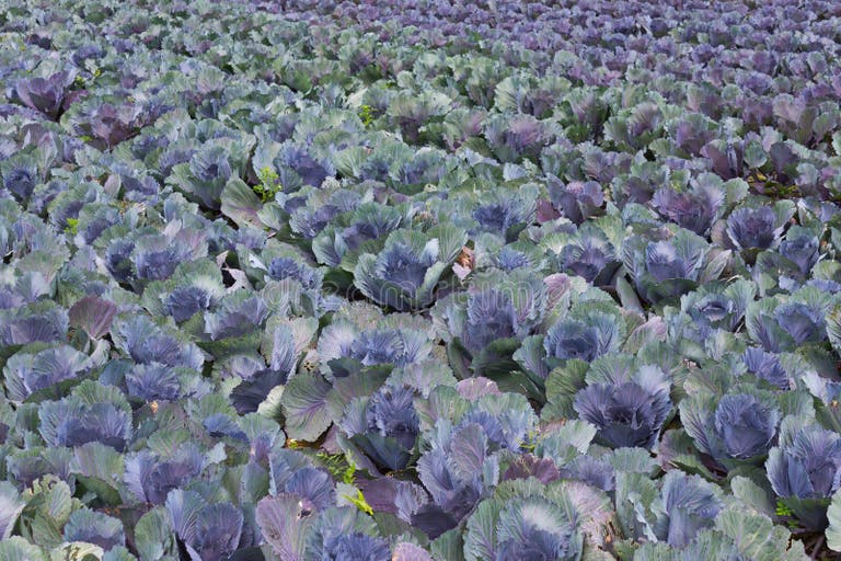 Red Cabbage Field stock image. Image of fresh, food, production - 31133159