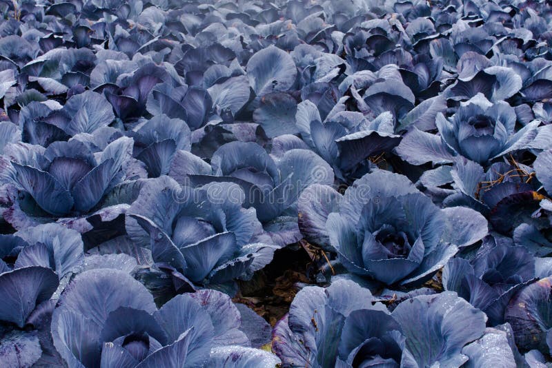 Red cabbage field stock image. Image of background, cultivation - 62699829