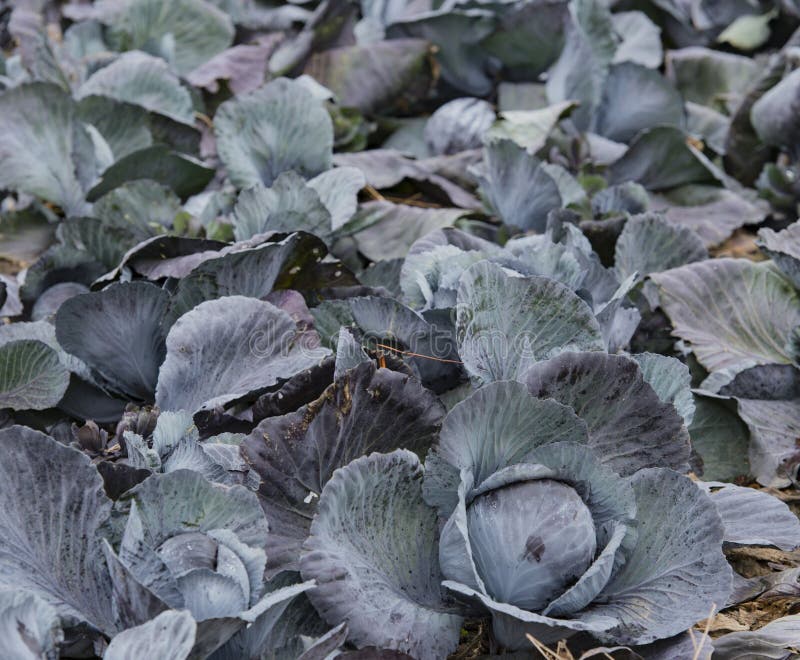 Red Cabbage and Cabbage on a Cabbage Field in Schleswig Holstein Stock ...