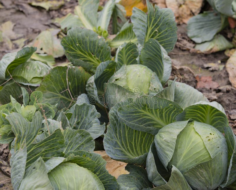 Red Cabbage and Cabbage on a Cabbage Field in Schleswig Holstein Stock ...