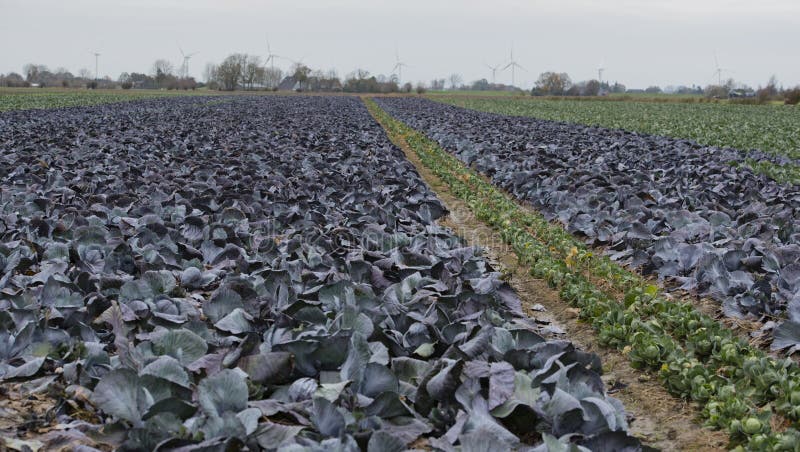 Red Cabbage and Cabbage on a Cabbage Field in Schleswig Holstein Stock ...