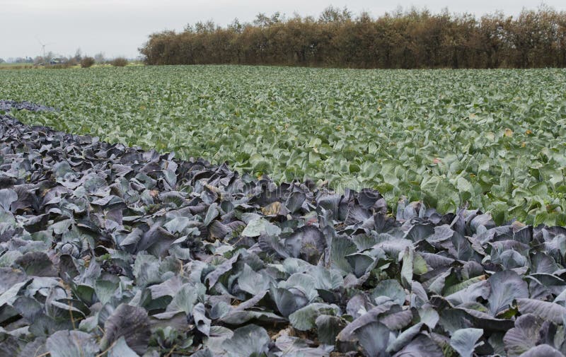 Red Cabbage and Cabbage on a Cabbage Field in Schleswig Holstein Stock ...