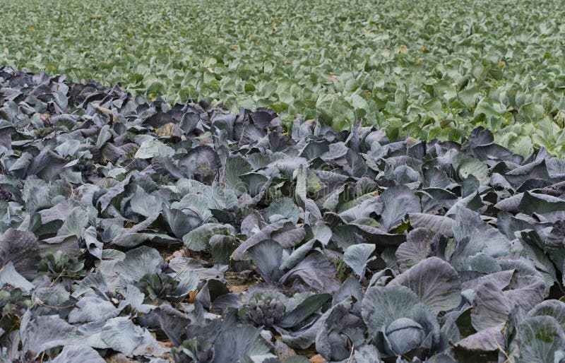 Red Cabbage and Cabbage on a Cabbage Field in Schleswig Holstein Stock ...