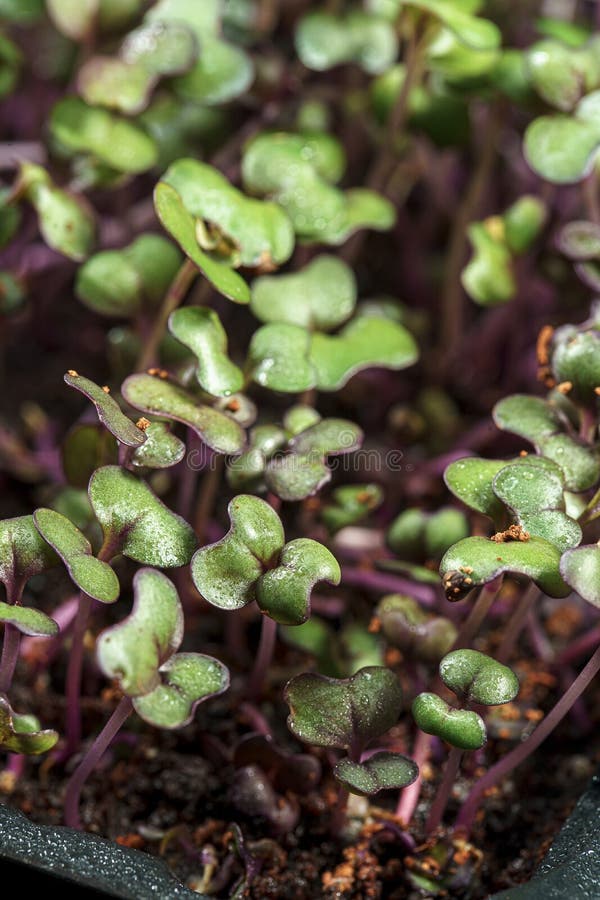 Red Cabbage, Fresh Sprouts and Young Leaves Front View Over White ...