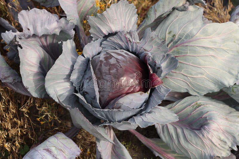 Red cabbage in the garden stock image. Image of nature - 61075361