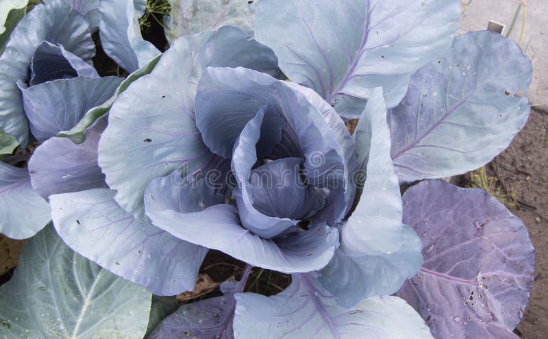 Red Cabbage Growing in the Field, Close-up, Top View Stock Image ...