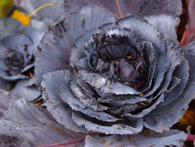 Red Cabbage Growing in the Garden Stock Photo - Image of agriculture ...