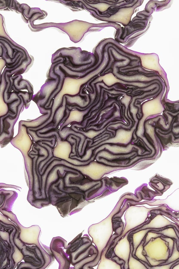 Red Cabbage, Highlighted Cross-section of Vegetable. Curved Lines ...