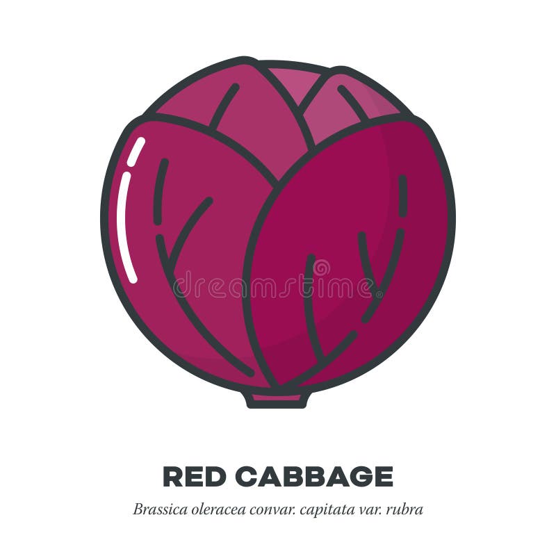 Red Cabbage Icon, Filled Outline Style Vector Stock Vector ...