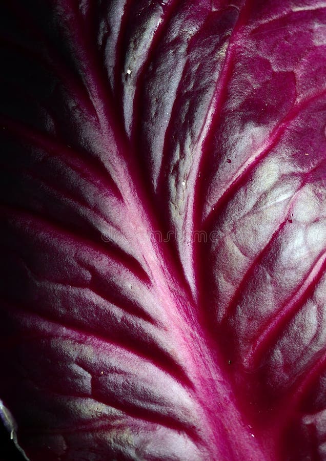 Red cabbage leaf stock photo. Image of salad, food, cabbage - 65856104