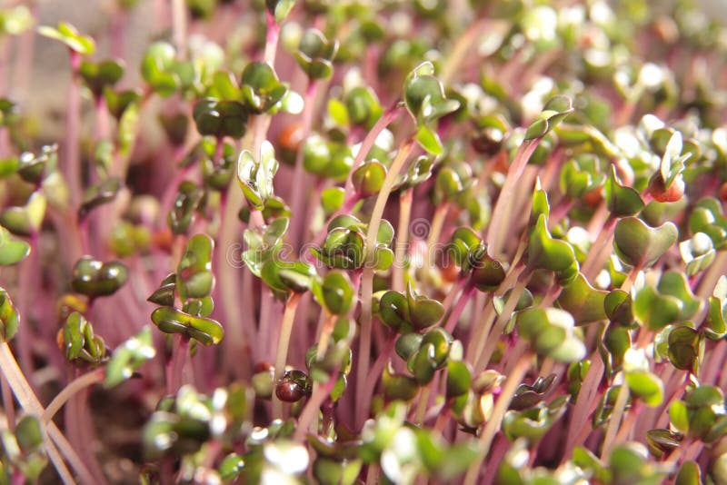 Red cabbage microgreens stock image. Image of vegetable - 87266283