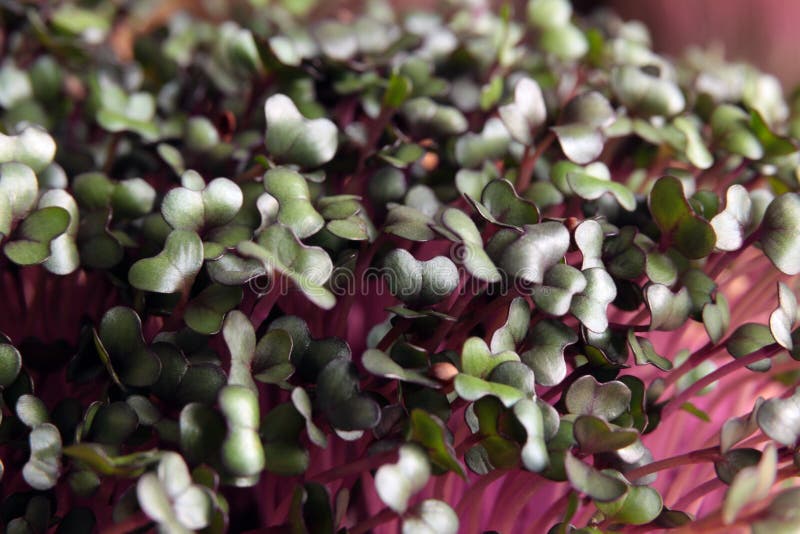 Red cabbage microgreens stock image. Image of growing - 84442597
