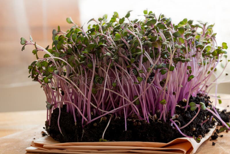 Red Cabbage Microgreens in Soil on a Wooden Table Stock Photo - Image ...