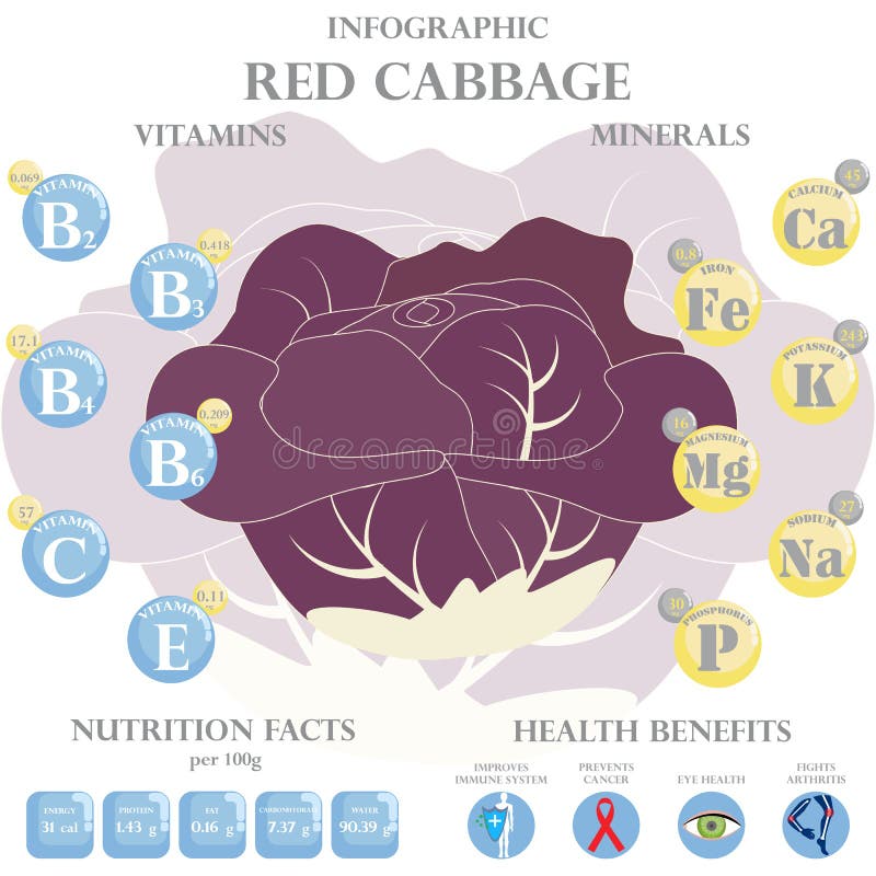 Red Cabbage Nutrition Facts and Health Benefits Infographic Stock ...