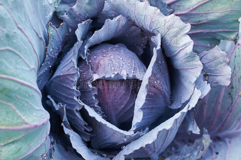 Red cabbage plant stock image. Image of rubra, cabbage - 74157821