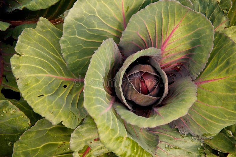Red Cabbage Plant Growing in a Garden Stock Photo - Image of head, leaf ...