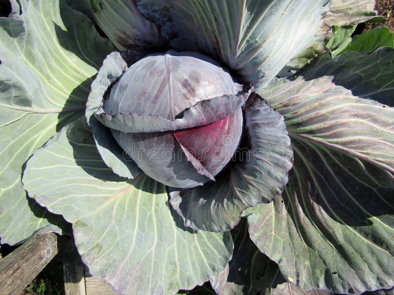 Red cabbage plant close up stock photo. Image of vegetable - 341372148