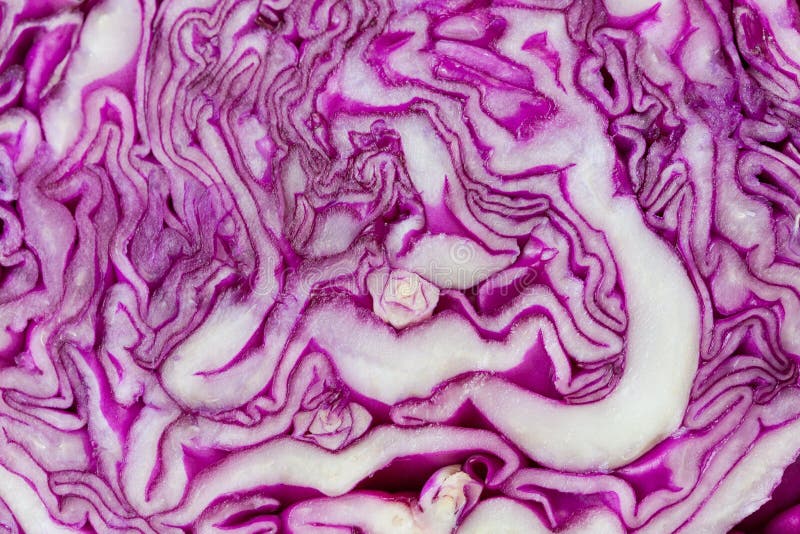 Red cabbage slice close-up stock image. Image of close - 91206217