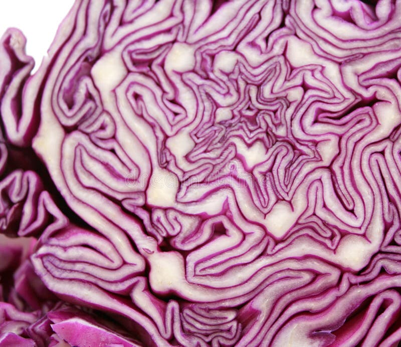 Red Cabbage stock image. Image of food, magenta, pattern - 62496171