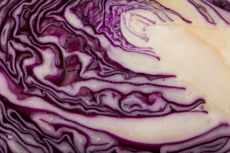 Red cabbage stock photo. Image of beauty, plant, purple - 43356410