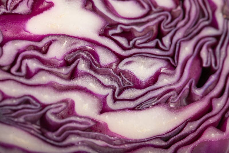 Red cabbage stock photo. Image of vegetable, leaf, health - 43356472