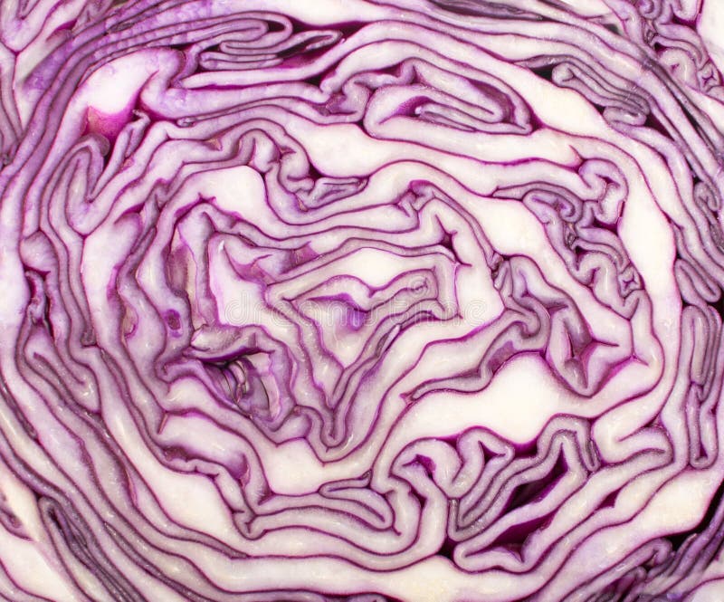 Red Cabbage Texture stock photo. Image of produce, plant - 113453466