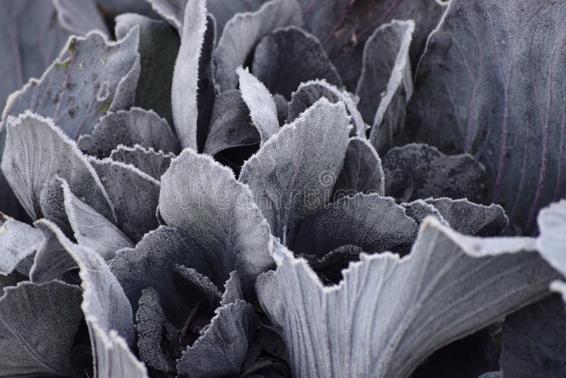 Red Cabbage in Winter stock image. Image of field, cabbage - 205905121