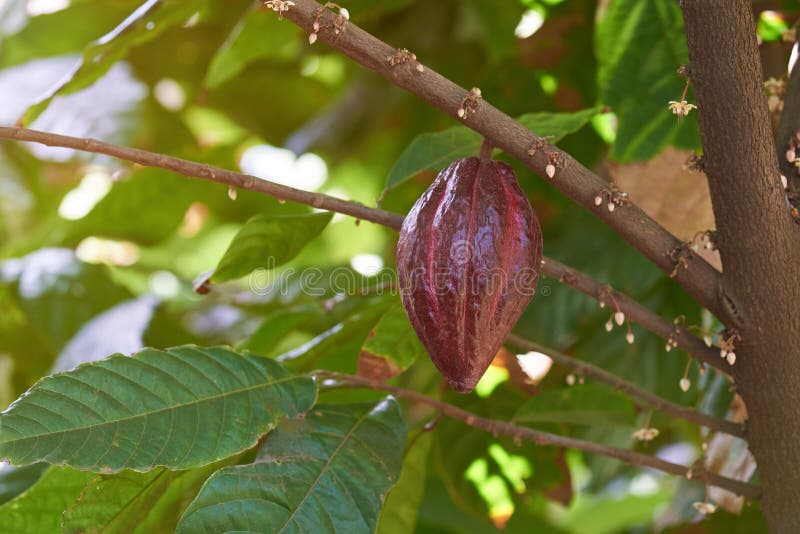 Red cacao pod fruit stock photo. Image of fruit, exotic - 137674270