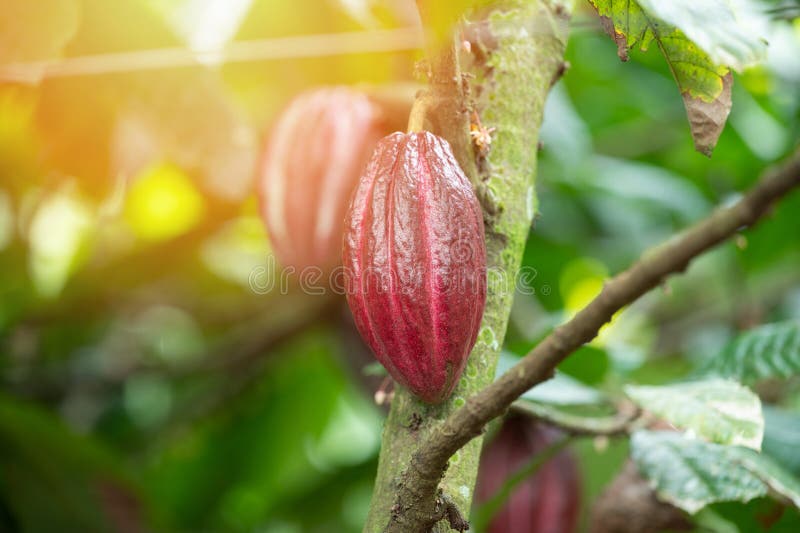 Red cacao pod stock photo. Image of fruit, harvest, chocolate - 260844772