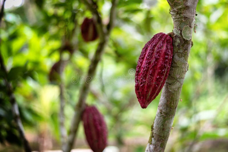 Red Cacao Pod on Tree, Source of Chocolates Stock Photo - Image of ...