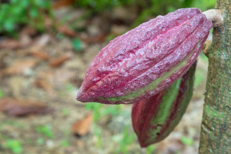 Red Cacao Pods that Grow on Cacao Trees Stock Photo - Image of fresh ...